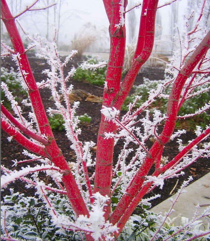 How To Care For Coral Bark Japanese Maple at Rita Skelley blog